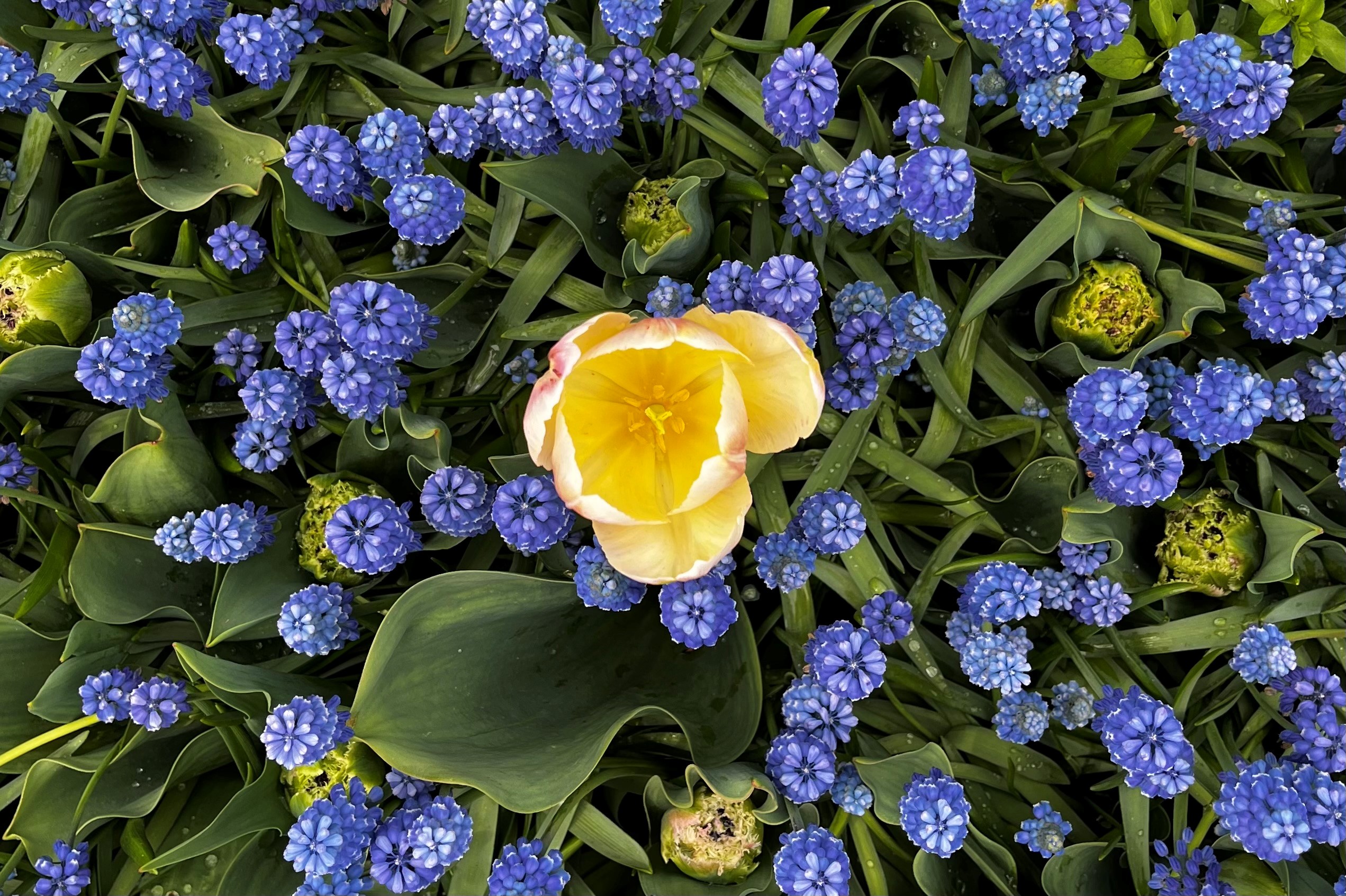 ilmonet - Kurssi - H252872. Tibetan yoga for vitality.